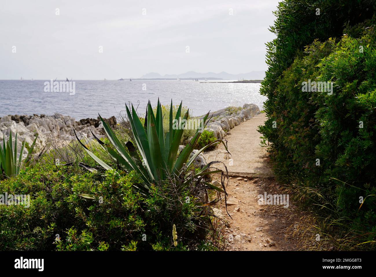 mediterranean path on the coast with palm trees access to beach sea in ...