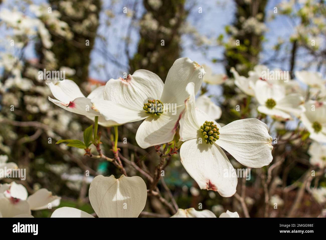 Tree flowers blooming in hi-res stock photography and images - Alamy