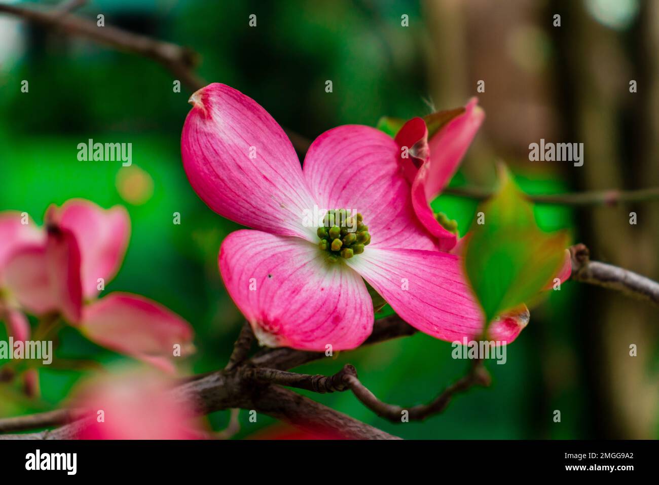 Dogwood flowers in spring. Beautiful white Dogwood blossoms up close ...