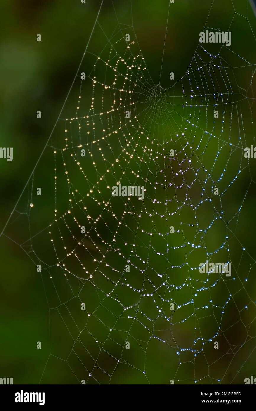 A large spider web is covered in raindrops, against a blurry green ...