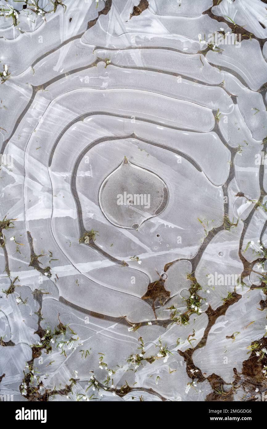 Frozen water puddle in a field. UK Stock Photo - Alamy