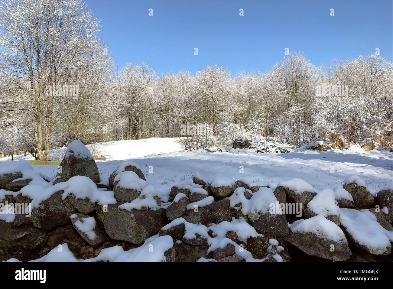 Snow clings to trees and blankets the ground Tuesday, May 12, 2020 ...