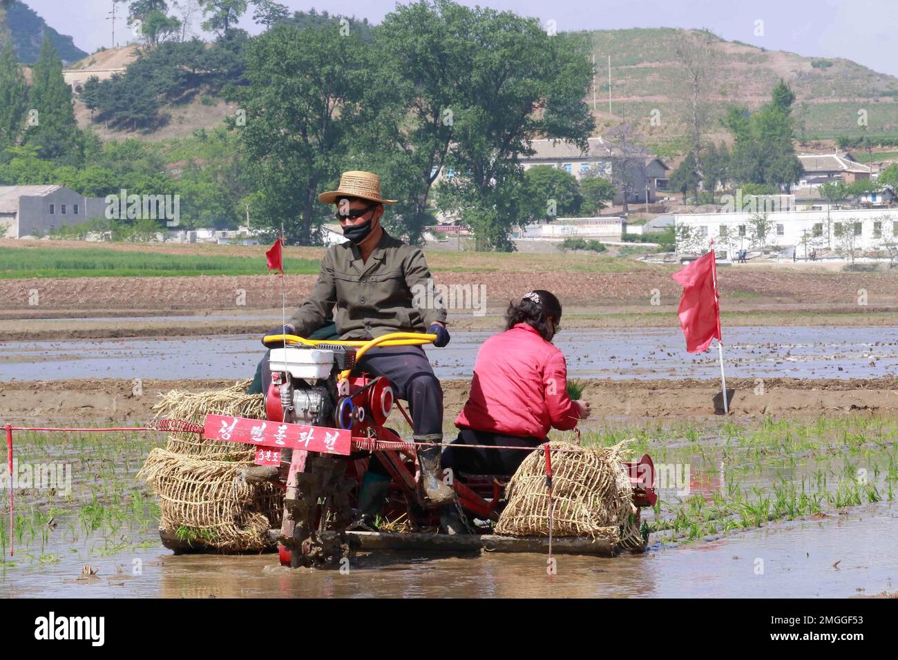 Farmers on the Chongsan-ri cooperative farm start planting rice this ...