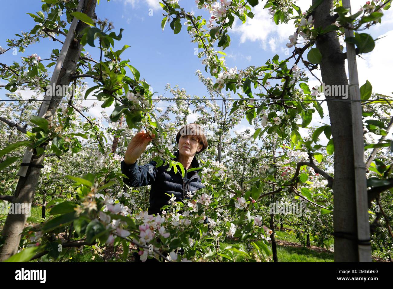 Ali Capper inspects the blossom on her apple trees at Stocks Farm in ...