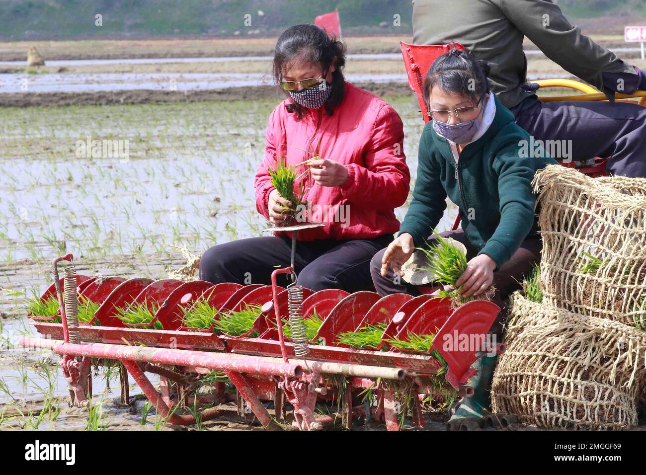 Farmers on the Chongsan-ri cooperative farm start planting rice for ...