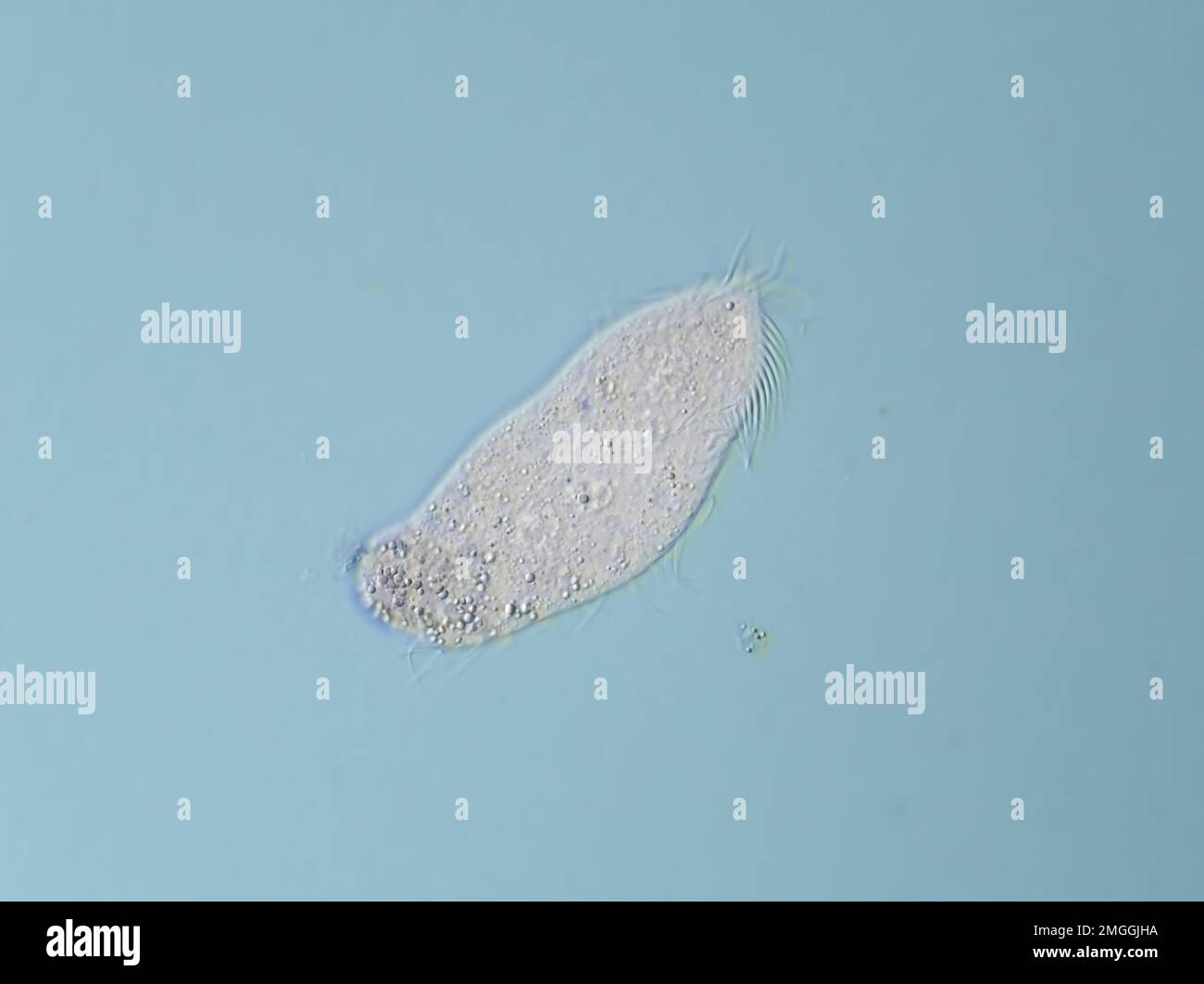Microorganism from a compost bin, identified as a Stylonychia sp ...