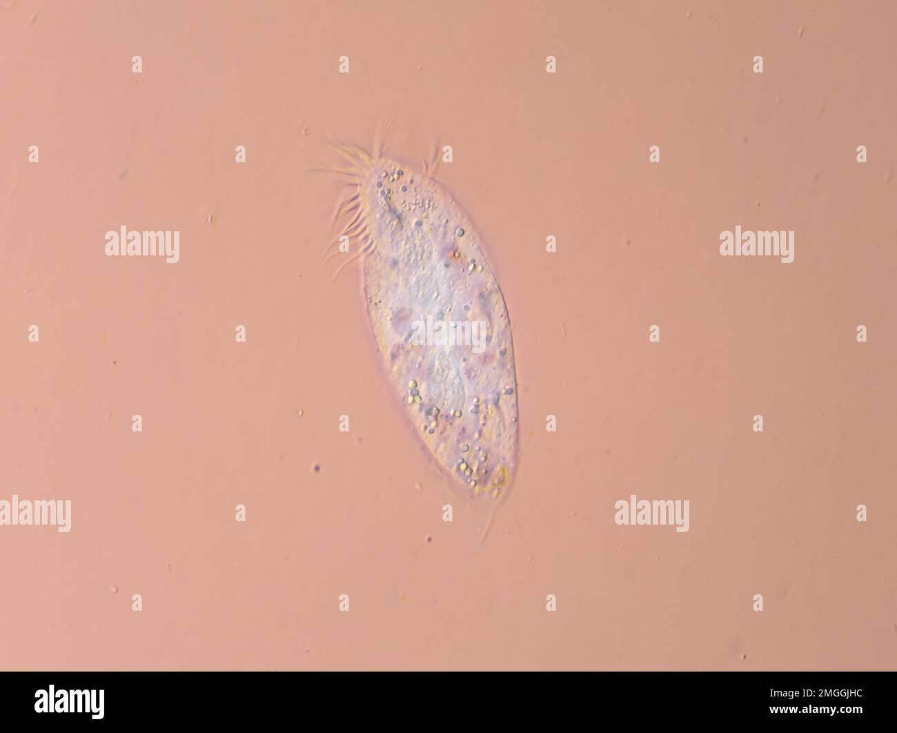Microorganism from a compost bin, identified as a Stylonychia sp ...