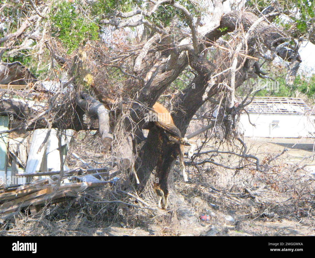 Katrina - Casualties and Graphic Images - 26-HK-438-21. Dead Animals ...