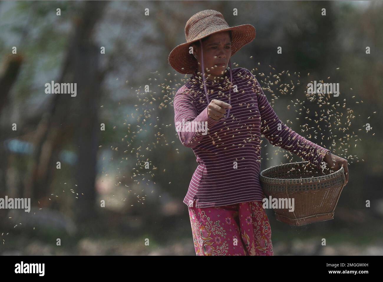 A Cambodian farmer throws rice seeds onto her paddy fields near Svay ...