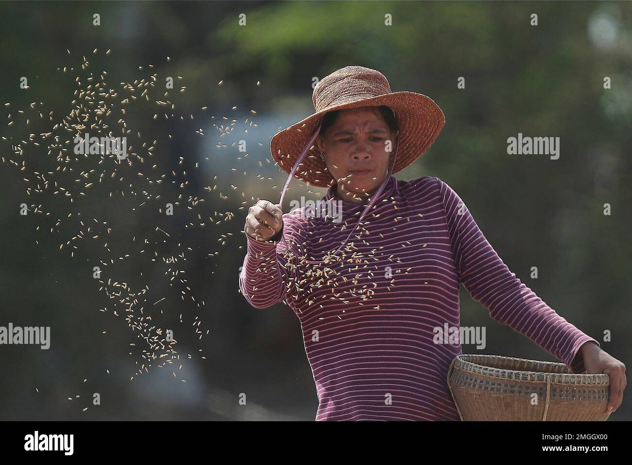 A Cambodian farmer throws rice seeds onto her paddy fields near Svay ...