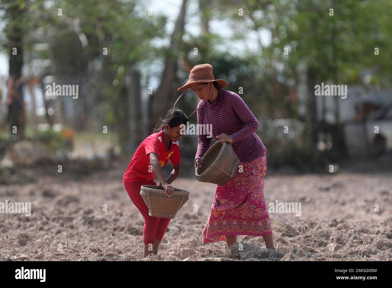 A child helps her mother to throw rice seeds at a paddy fields near ...