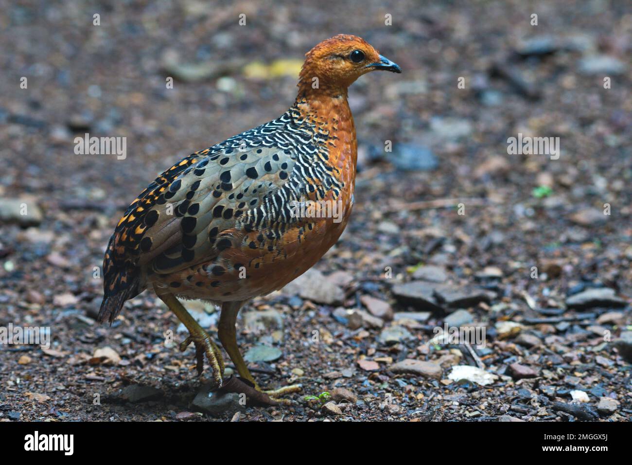 cute and colourful rainforest birds perched and feeding on the jungle ...