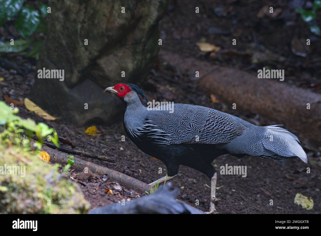 cute and colourful rainforest birds perched and feeding on the jungle ...