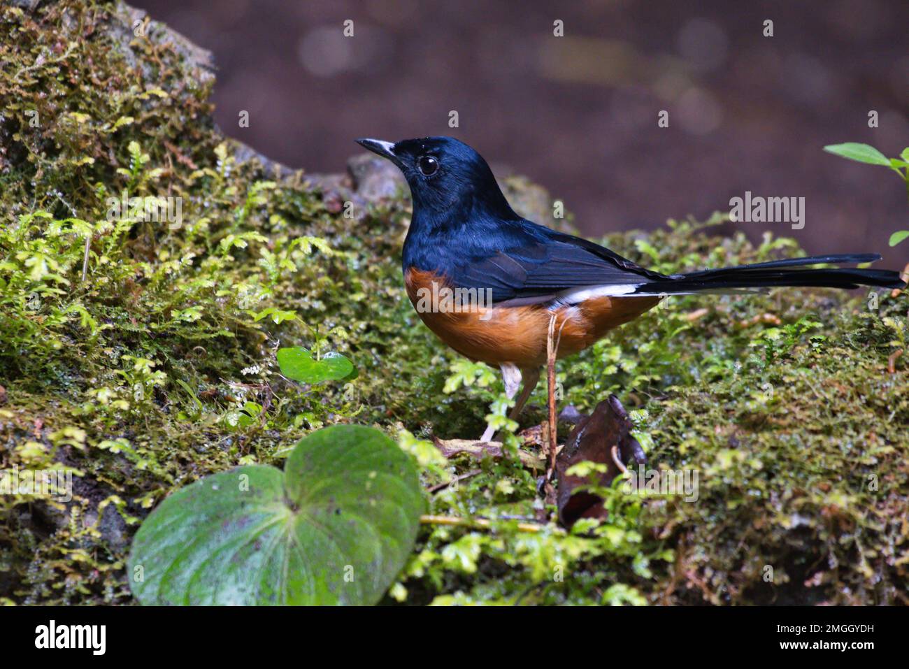 cute and colourful rainforest birds perched and feeding on the jungle ...