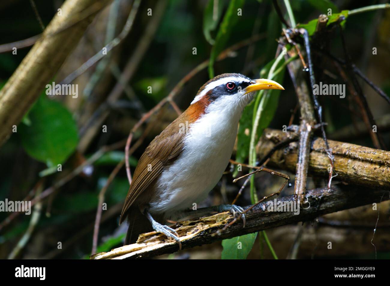 cute and colourful rainforest birds perched and feeding on the jungle ...