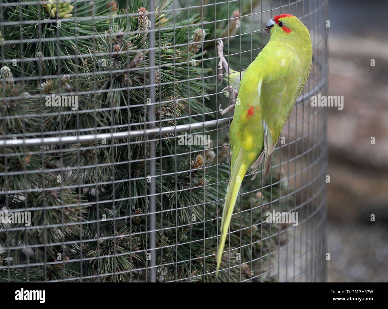 A bird grabs for seeds of a small tree in its enclosure at a shopping ...