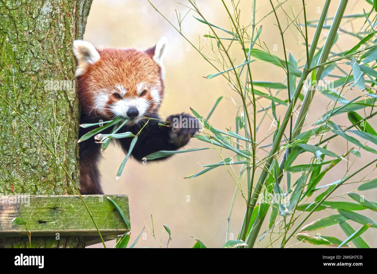 Firefox, the Red Panda (Ailurus fulgens) behind a tree, eating Stock ...