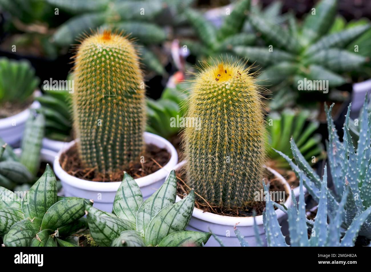 Group of various indoor cacti and succulent plants in pots, beautiful ...
