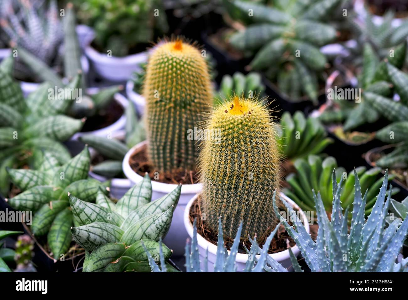 Group of various indoor cacti and succulent plants in pots, beautiful ...