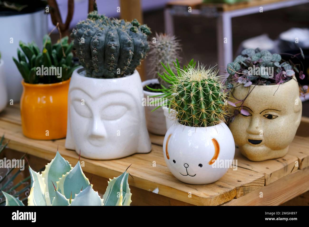 Group of various indoor cacti and succulent plants in pots, beautiful ...
