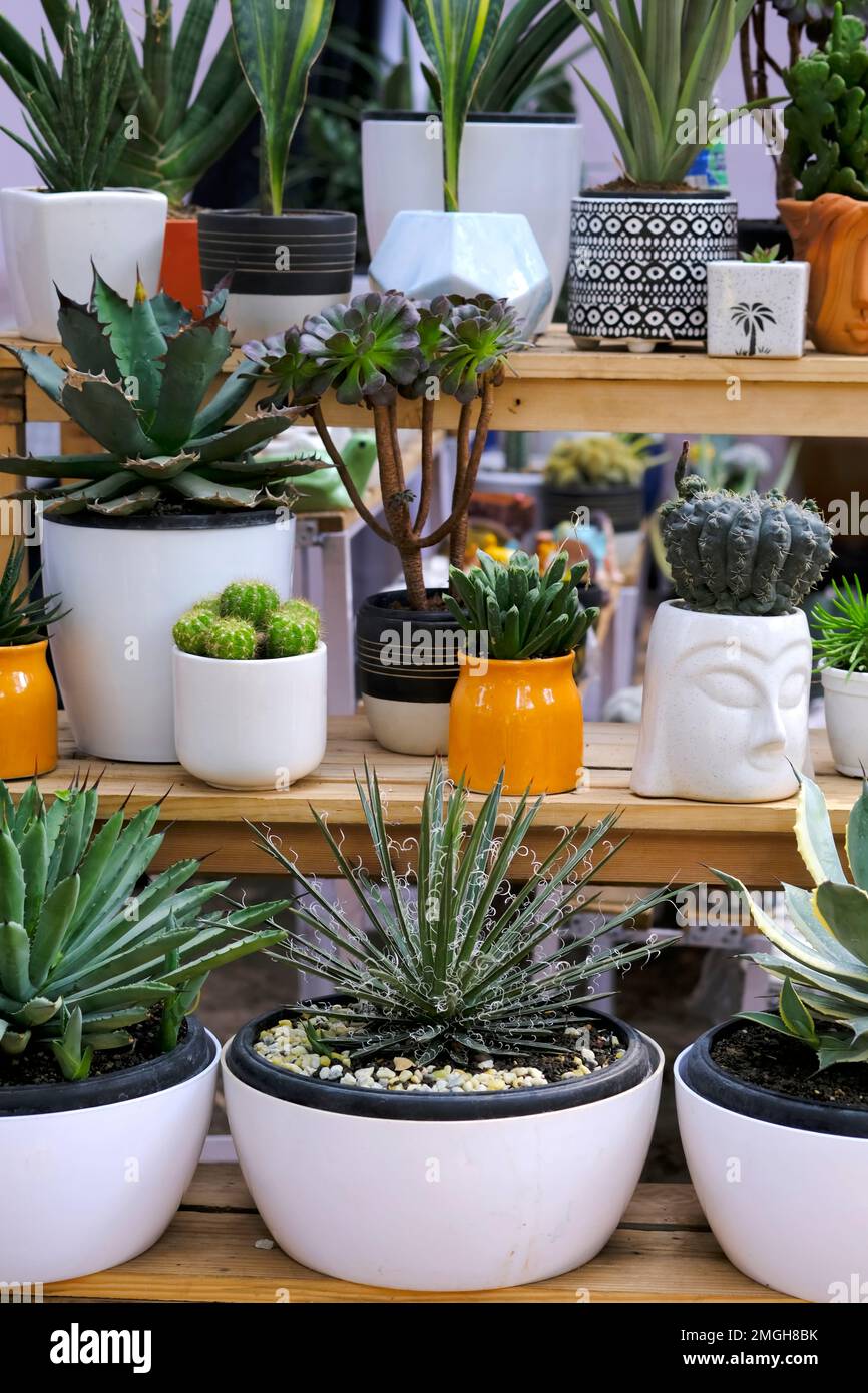 Group of various indoor cacti and succulent plants in pots, beautiful ...