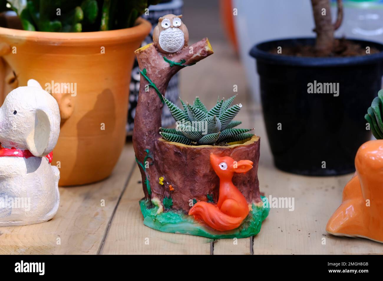 Group of various indoor cacti and succulent plants in pots, beautiful ...