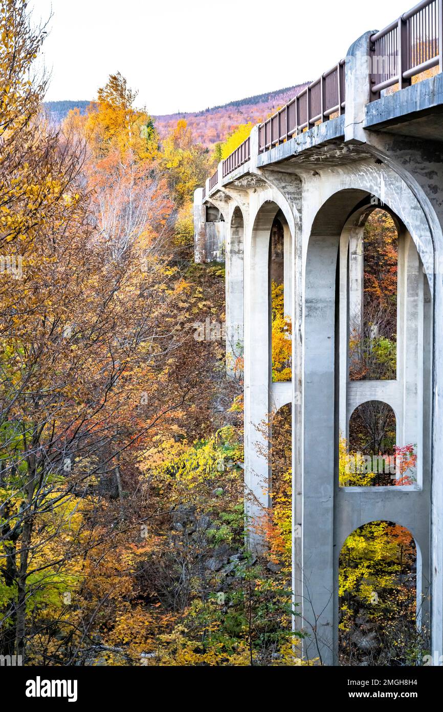 Maple tree guide hi-res stock photography and images - Alamy