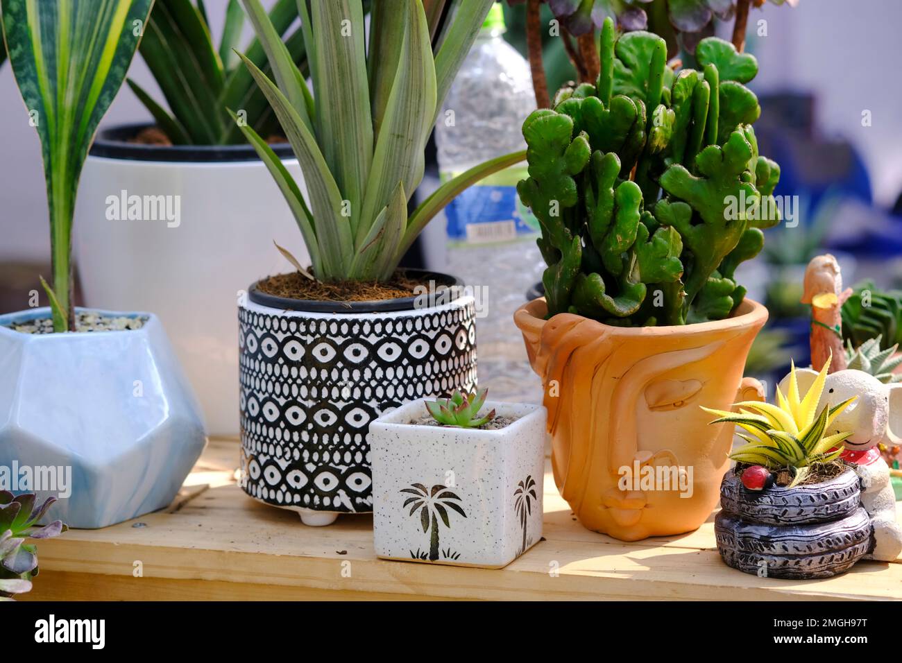 Group of various indoor cacti and succulent plants in pots, beautiful ...