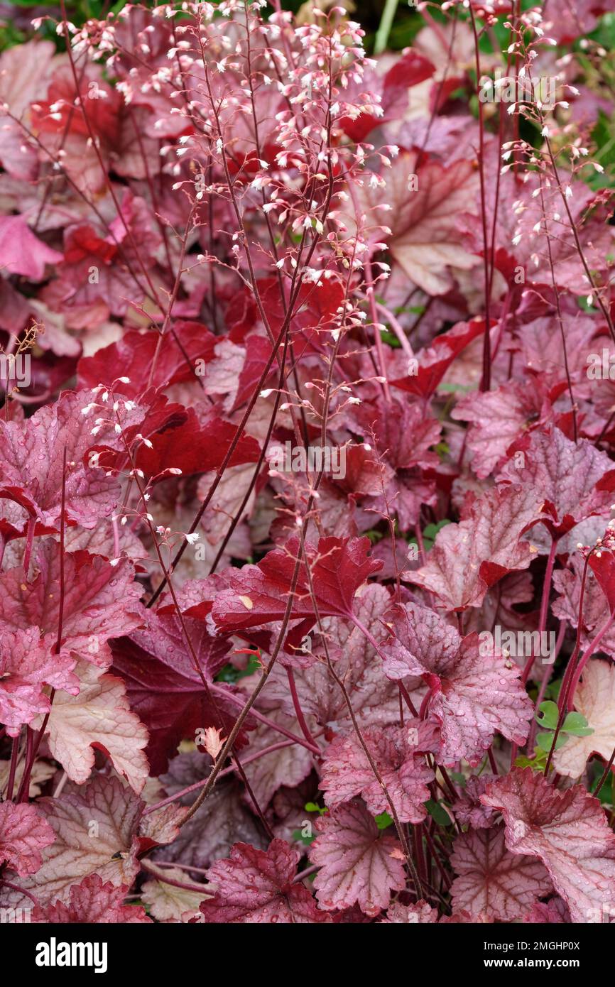 Heuchera Berry Smoothie, alum root Berry Smoothie, perennial, with ...