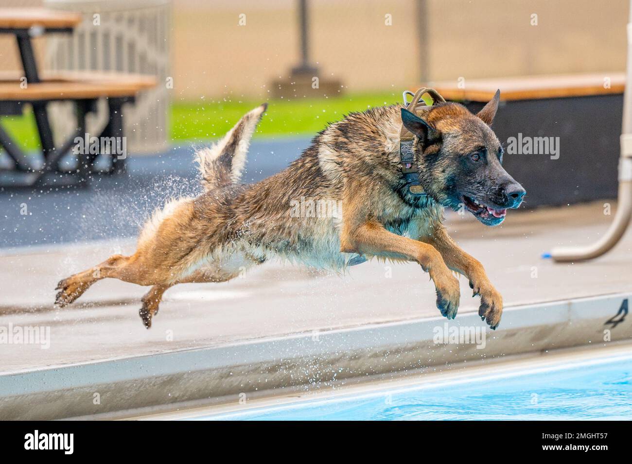 Bond, 341st Security Forces Squadron military working dog, leaps into ...