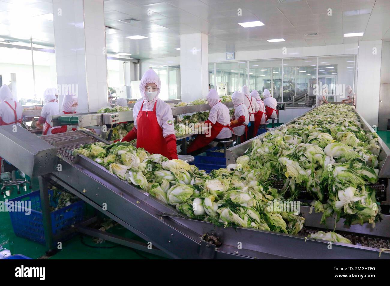 Workers produce Kimichi at Ryugyong Kimchi Factory in Pyongyang, on ...