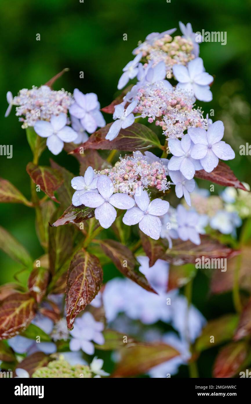 Lace cap hydrangea hi-res stock photography and images - Alamy