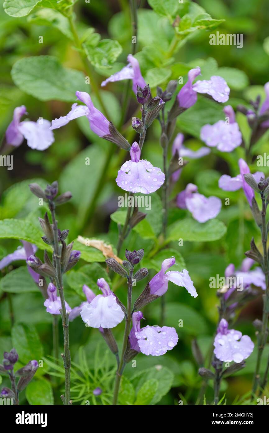 Salvia microphylla so cool pale blue hi-res stock photography and ...