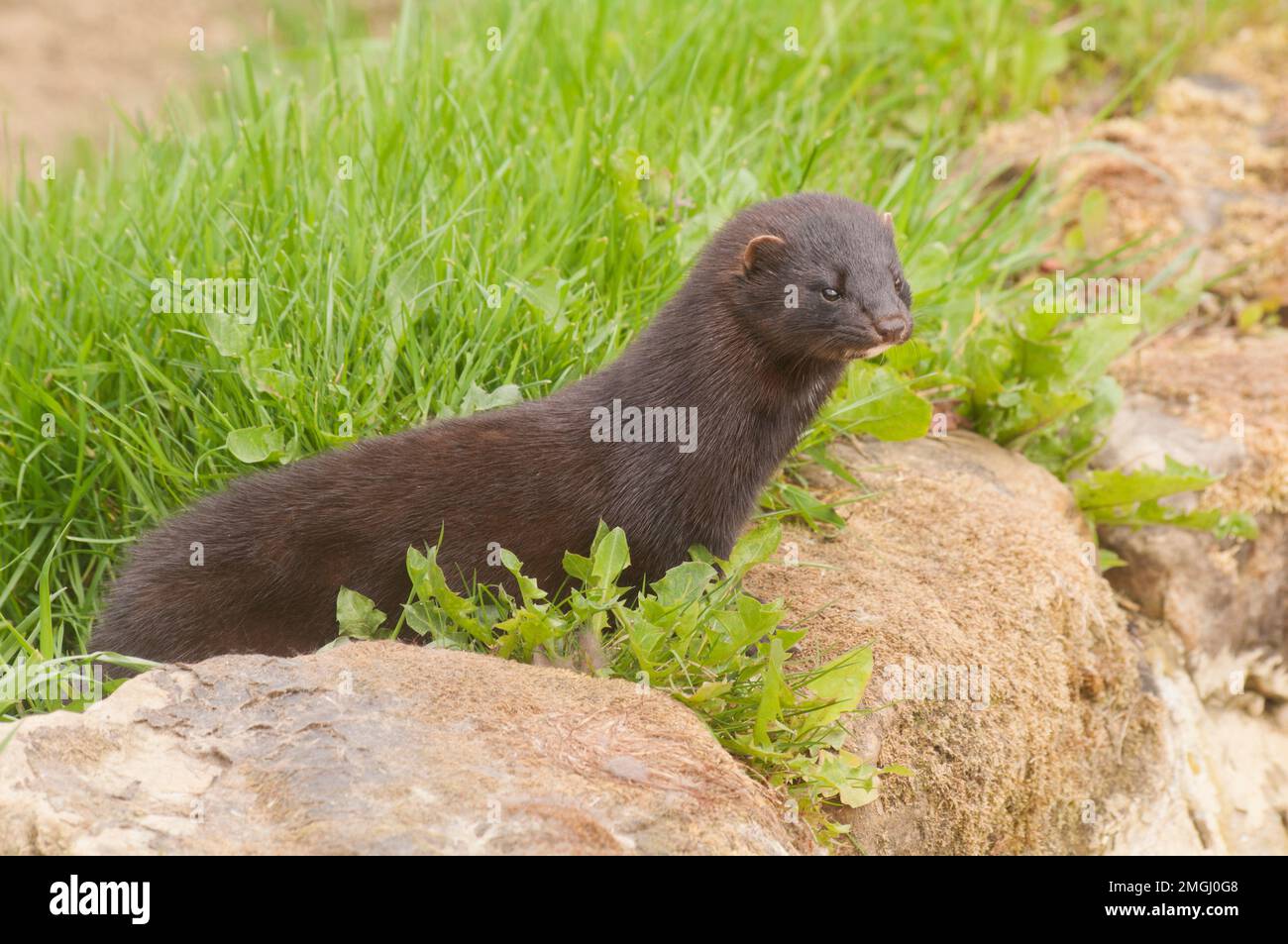 Mink uk british hi-res stock photography and images - Alamy