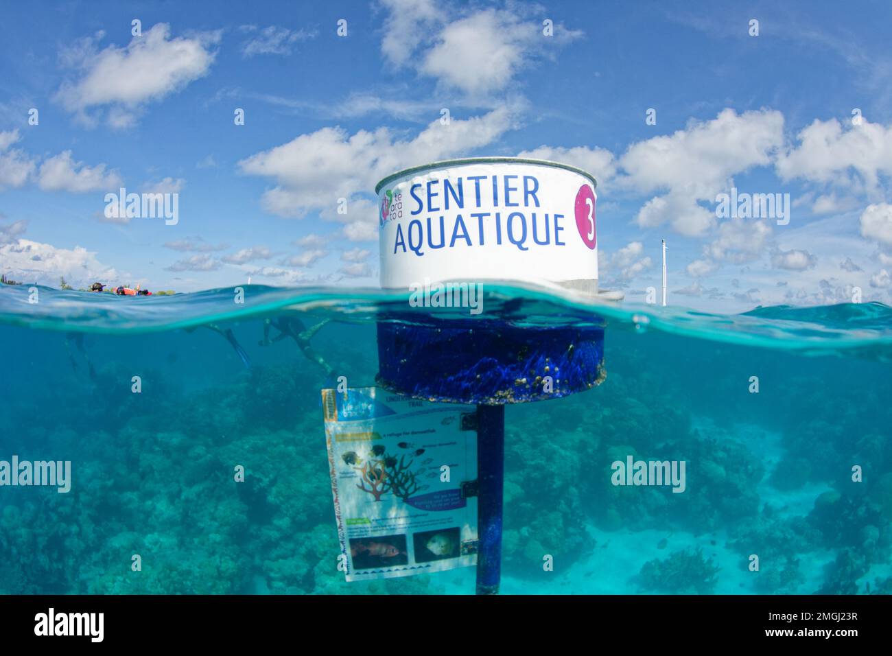 French Polynesia, Rangiroa: scuba diving around an underwater trail in ...