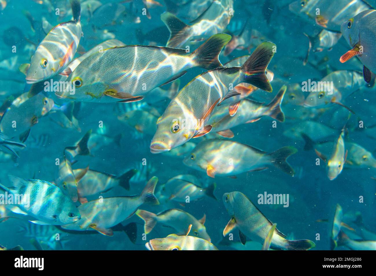 Humpback red snapper picture hi-res stock photography and images - Alamy