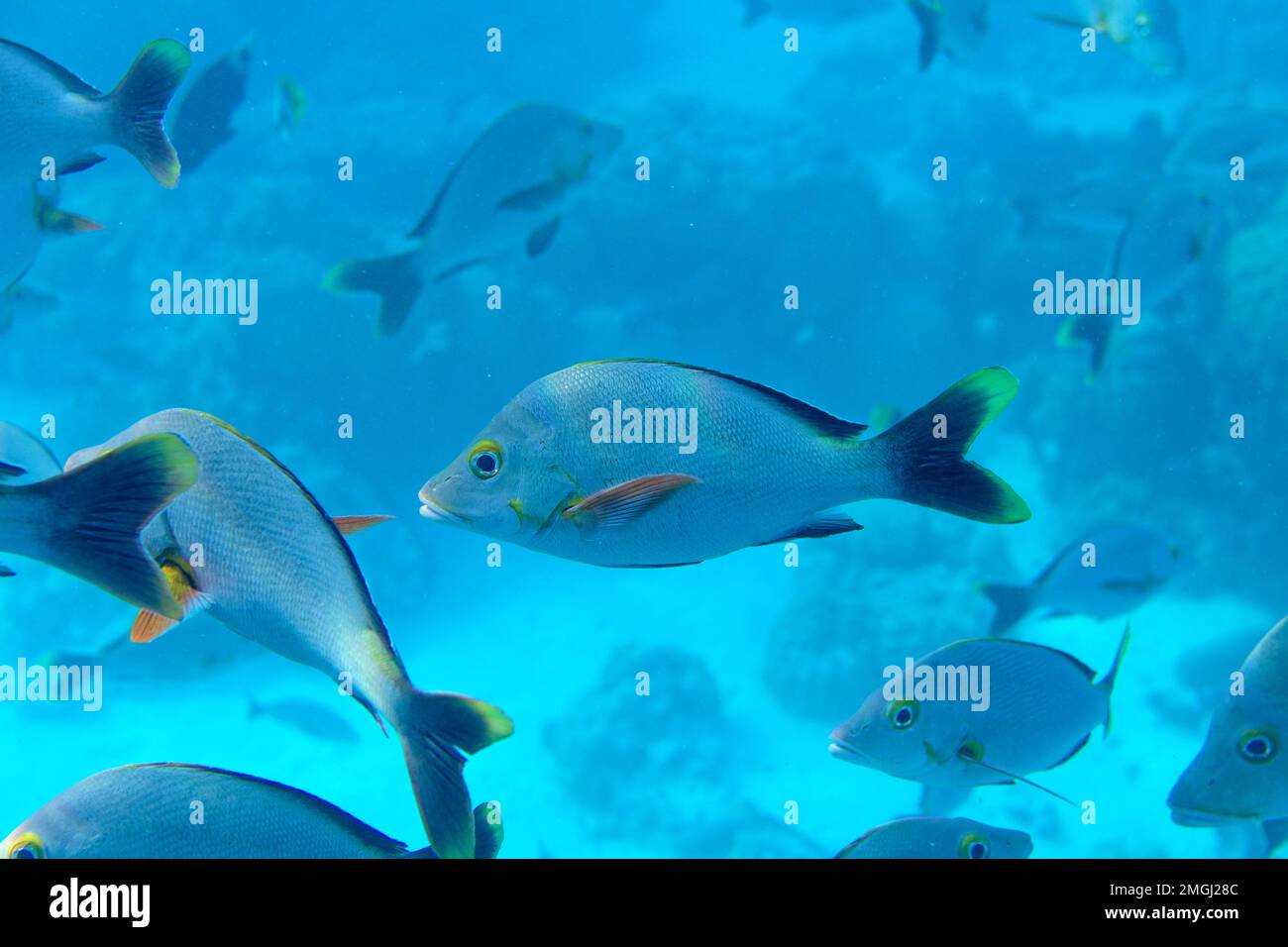 French Polynesia, Rangiroa: school of fish, humpback red snappers ...