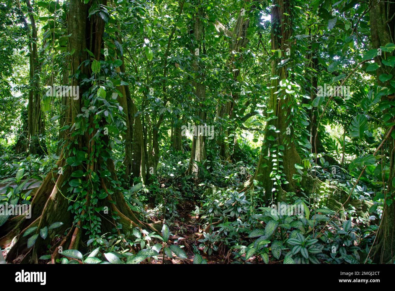 French Polynesia, Raiatea: Mape Forest, Tahitian chestnut in the Faaroa ...
