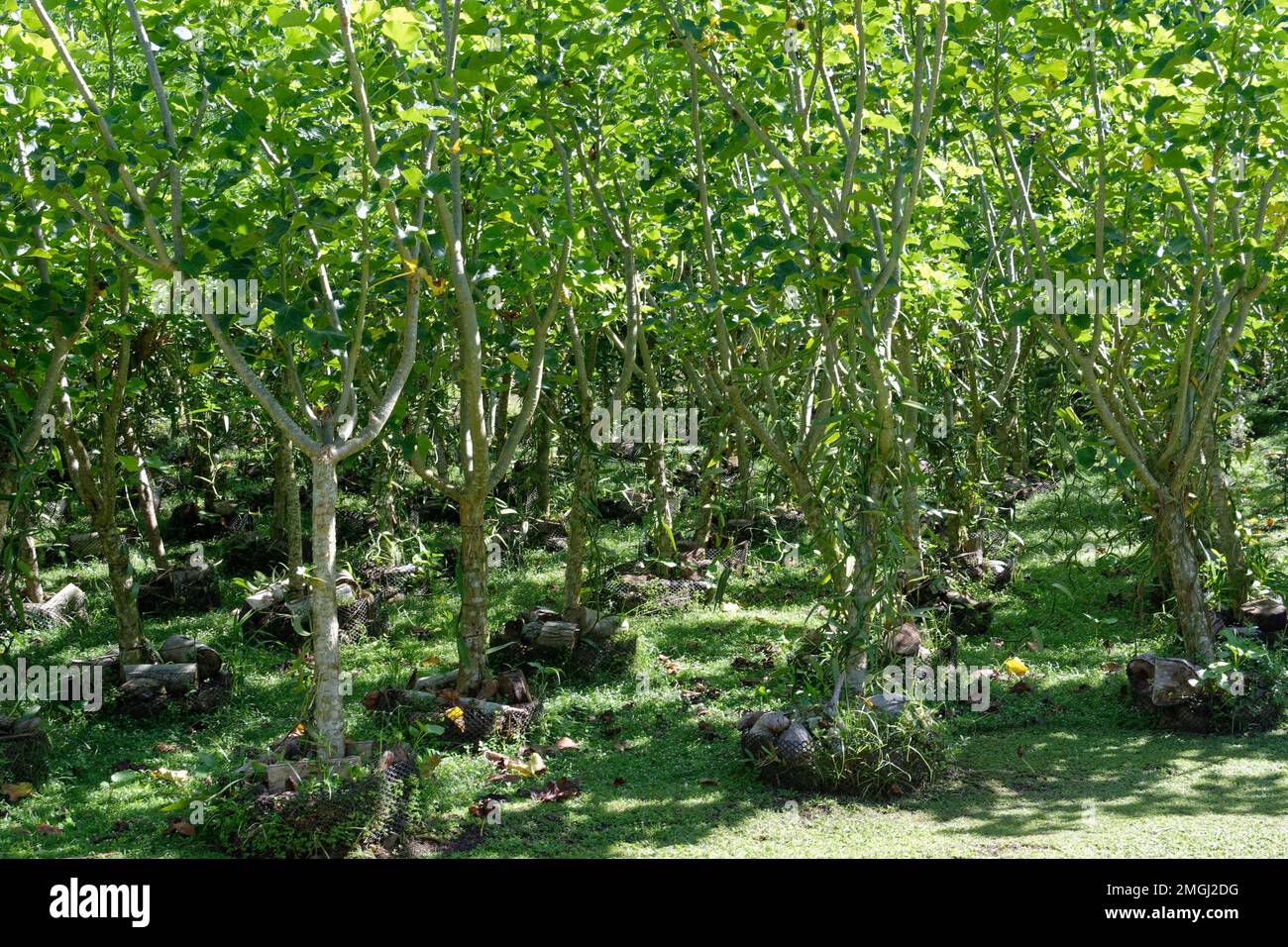 French Polynesia, Taha’a (or Tahaa): cultivation of Vanilla from Tahaa ...
