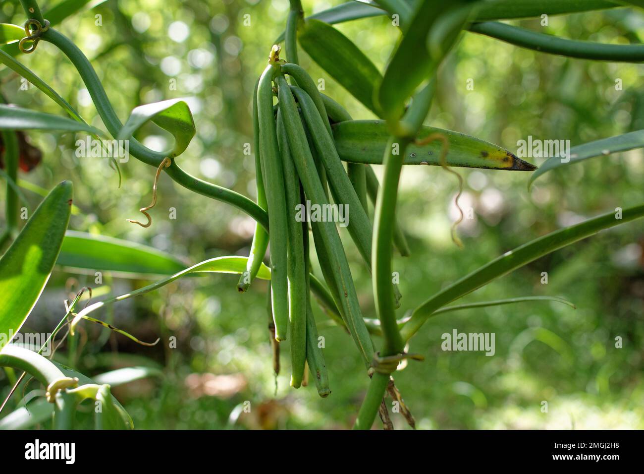 French Polynesia, Taha’a (or Tahaa): cultivation of Vanilla from Tahaa ...