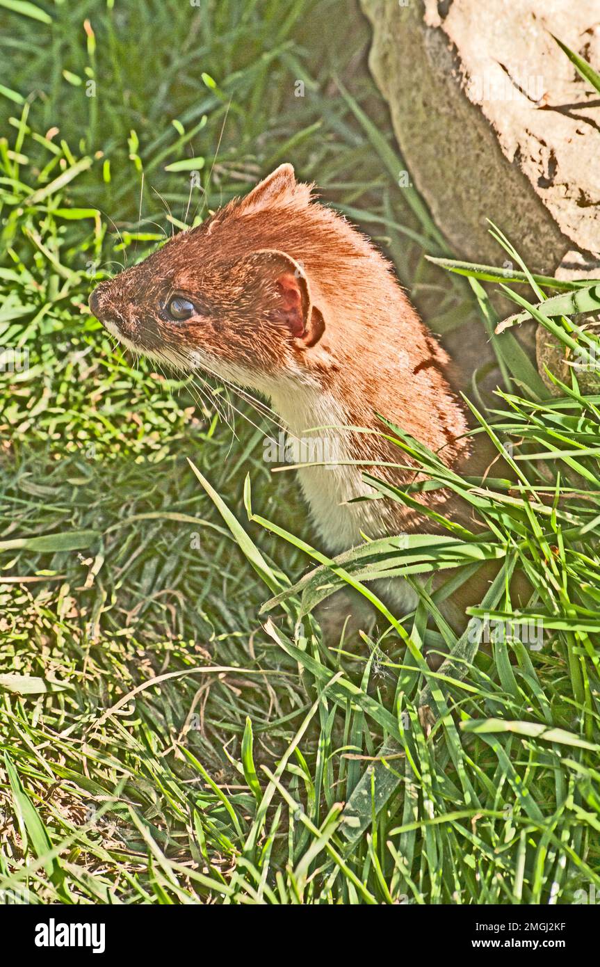 Stout animal hi-res stock photography and images - Alamy