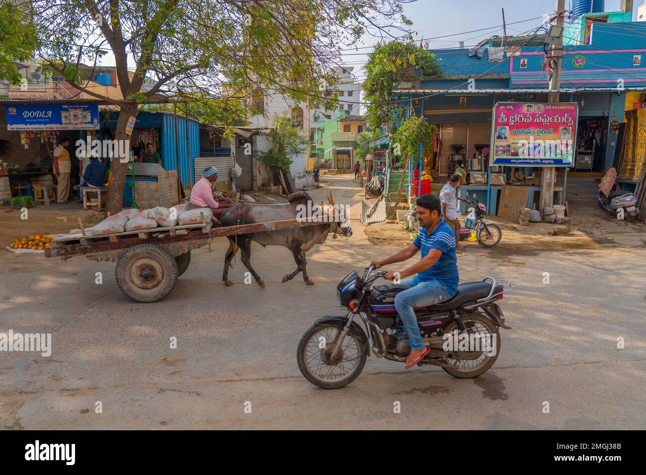 Puttaparthi, Andra Pradesh - India - January 21.2023: Indian bullock ...