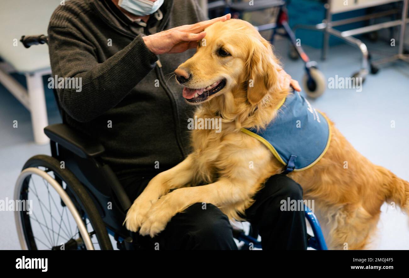 Mobility assistance dog hi-res stock photography and images - Alamy