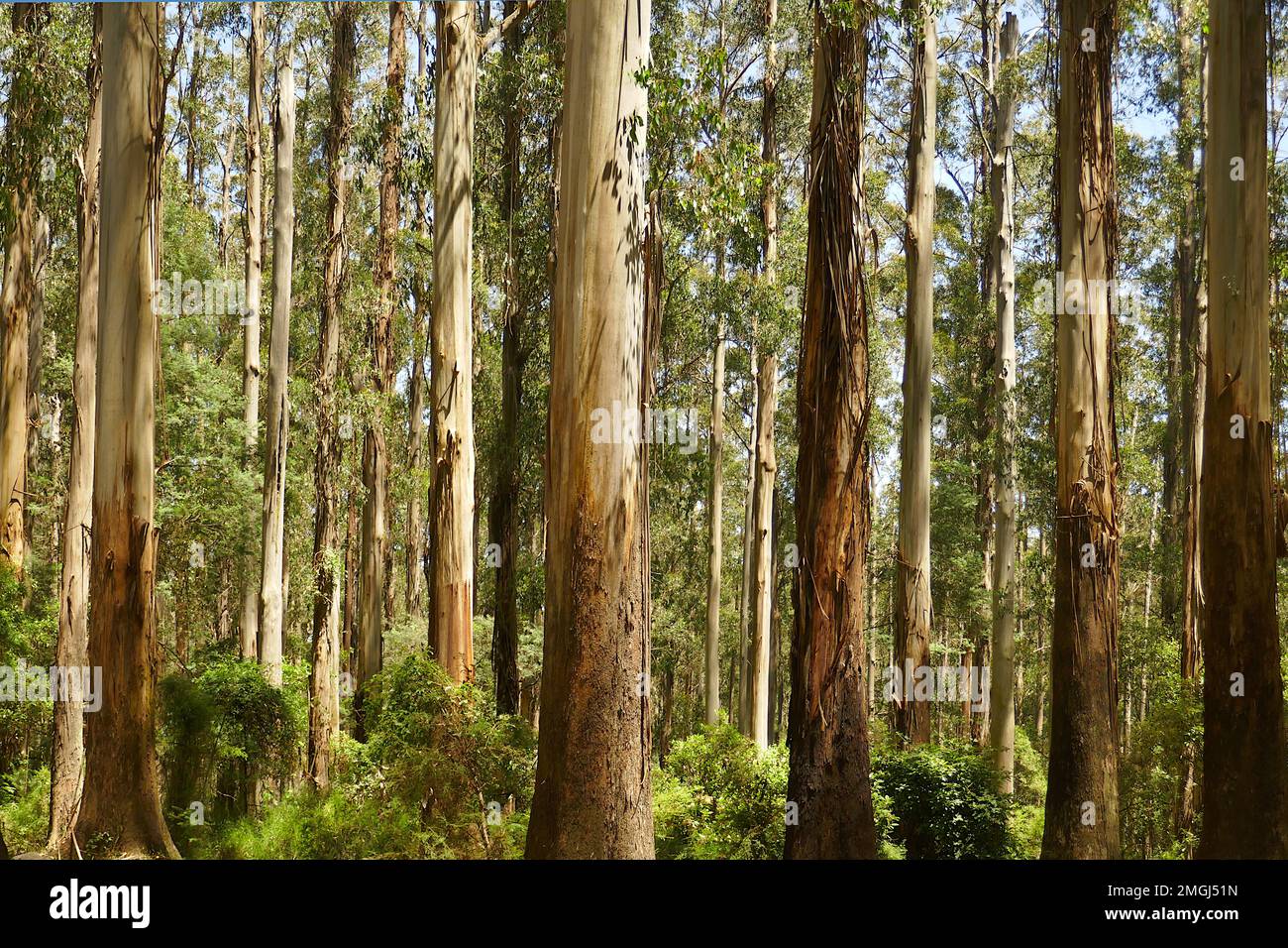 Tallest flowering plant hi-res stock photography and images - Alamy