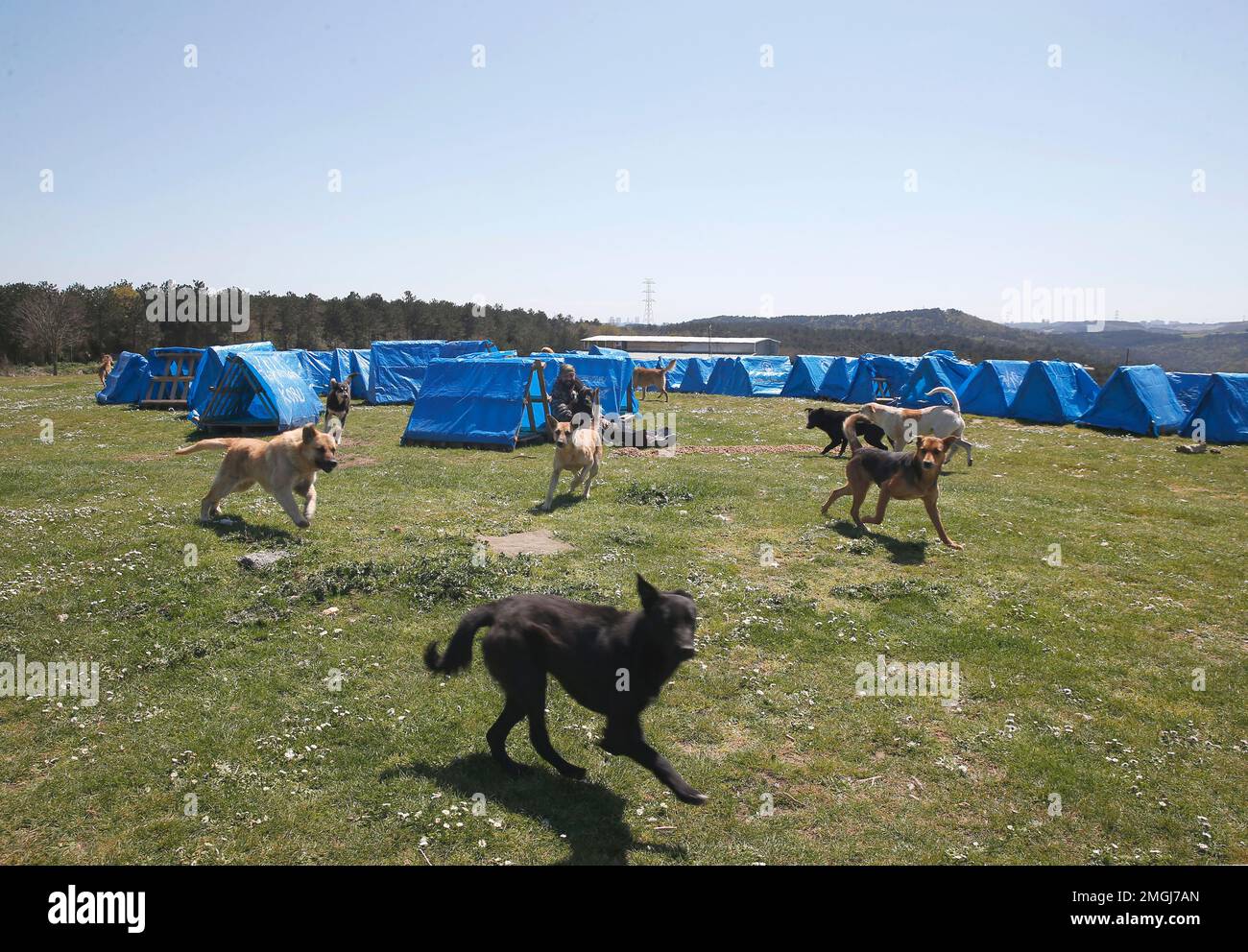 In this photo taken Thursday, April 16, 2020, Tugay Abukan, known as ...