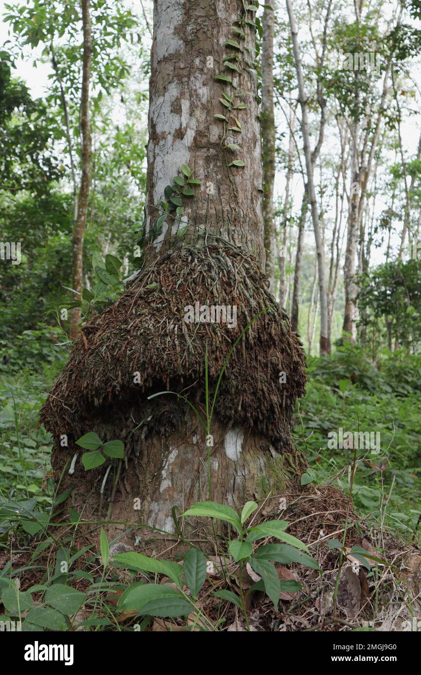 A large Coconut trunk with aerial roots on the stem.The ground level ...