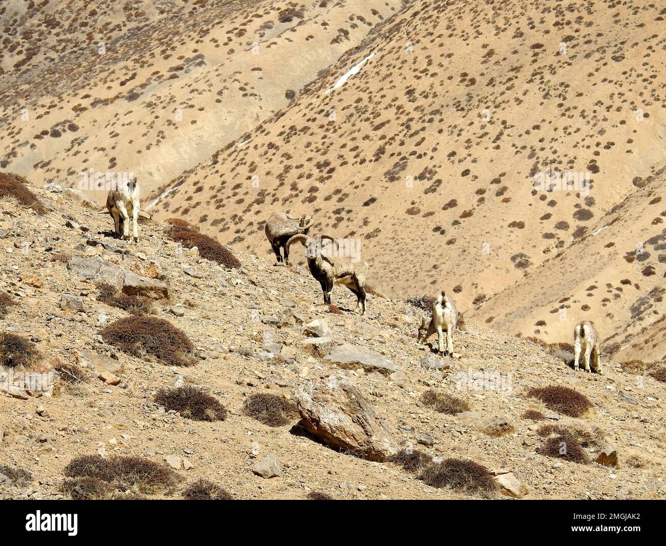 Spiti, Himachal Pradesh, India - April 1st, 2021 : The Bharal (Pseudois ...