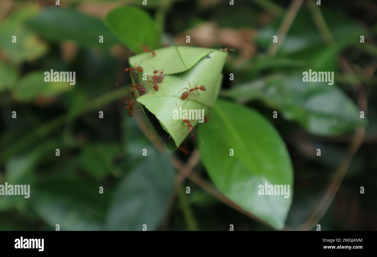 Few curious Weaver ants on top of a Weaver ants nest made from folding ...