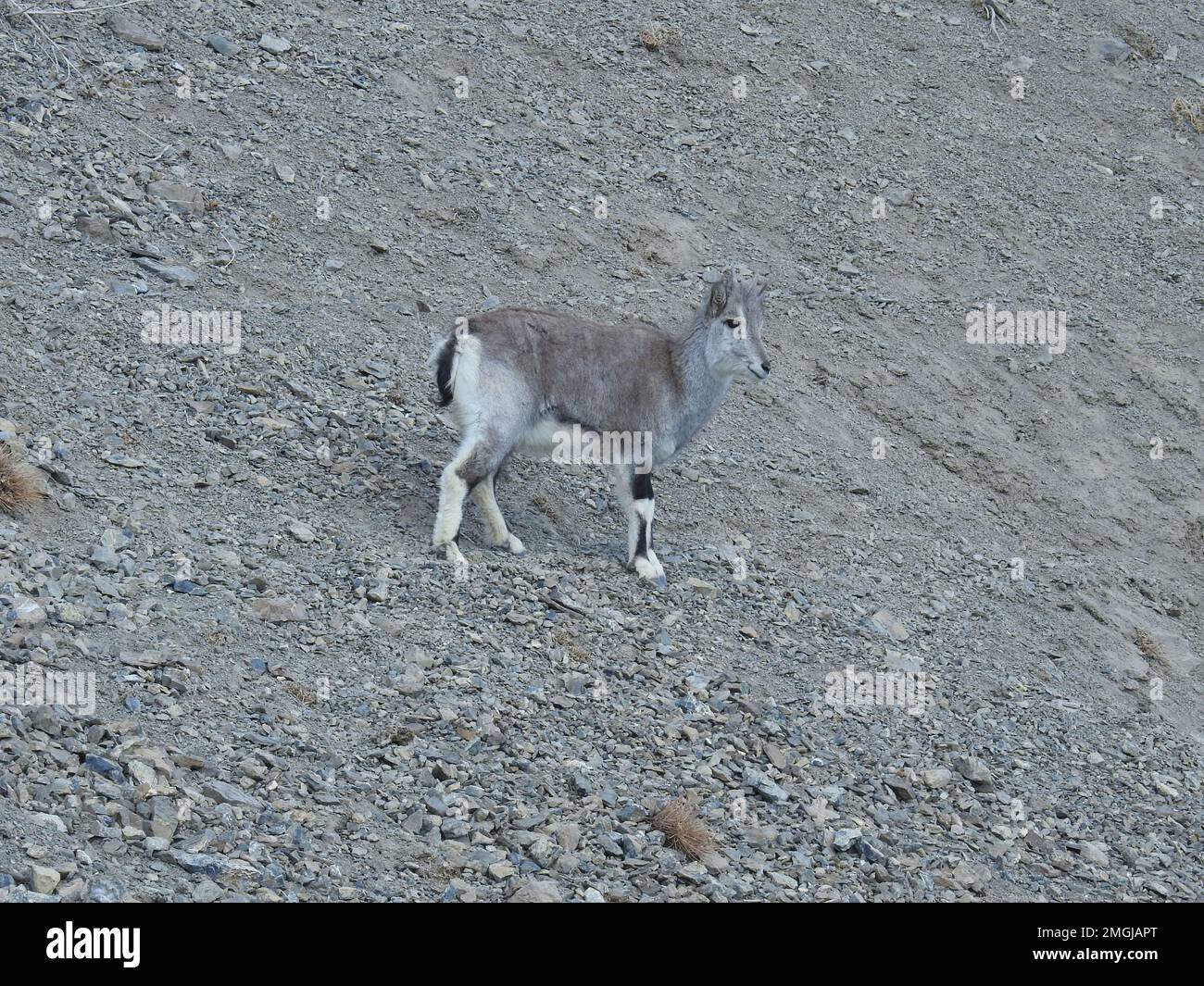 Spiti, Himachal Pradesh, India - April 1st, 2021 : The Bharal (Pseudois ...