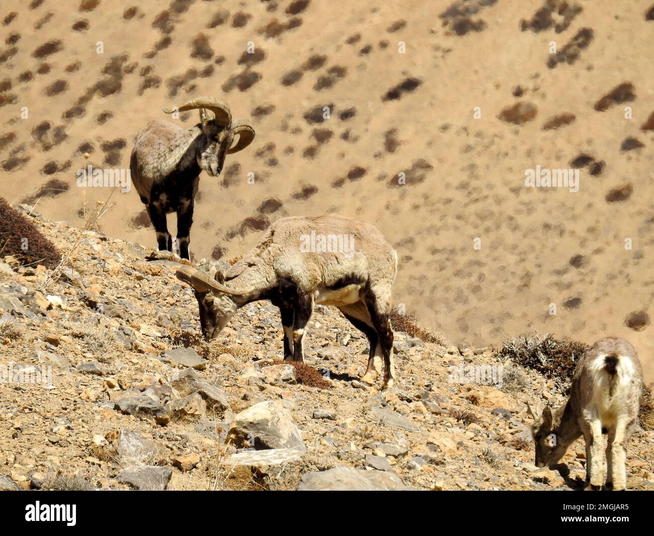 Spiti, Himachal Pradesh, India - April 1st, 2021 : The Bharal (Pseudois ...